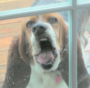 Dogs Smushing Their Faces Against Windows