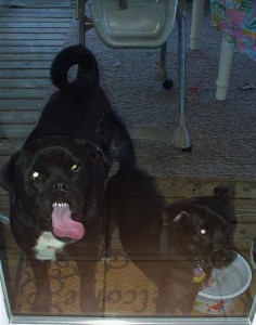 Dogs Smushing Their Faces Against Windows