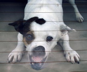 Dogs Smushing Their Faces Against Windows