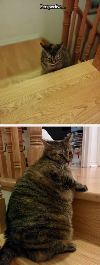 The High Angle This Cat Was Shot From Is Deceivingly Hilarious