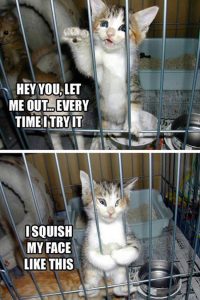 The Best Funny Pictures Of Today’s Internet