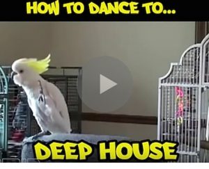 Let These Birds Teach You How To Dance To Electronic Dance Music