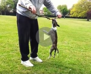 Dogs With Oversized Sticks Is The Compilation Your Mood Desperately Needs