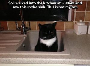 The 'Not My Cat' Epidemic Is Both Cute And Creepy At The Same Time