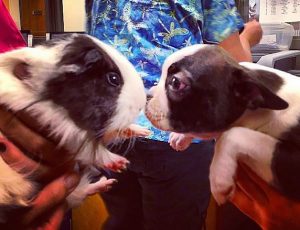 Do A Double Take With These Different Animals That Look Alike