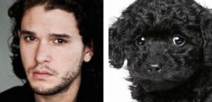 It Turns Out Everyone Has A Dog Doppelgänger