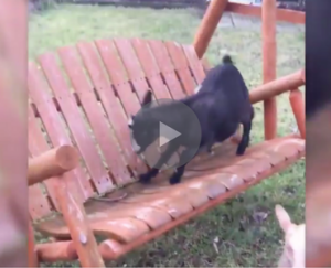 Let's All Watch This Poor Goat Learn How Porch Swings Work