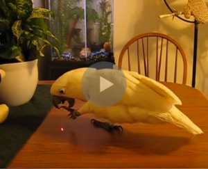 Why Can't I Stop Watching This Bird Trying To Catch A Laser Pointer?