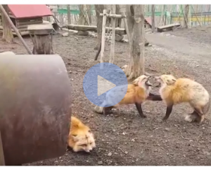 These Two Foxes Screaming At Each Other Are All Of Us On The Internet