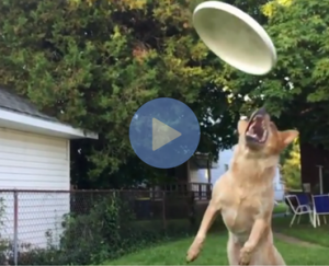 Nothing Like A Slow Motion Video Of A Dog Failing Miserably At Catching ...