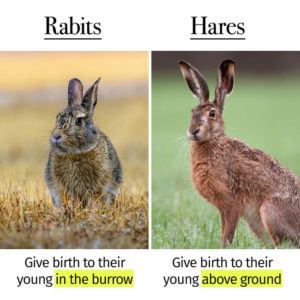 39 Things People Think Are The Same But Are Completely Different