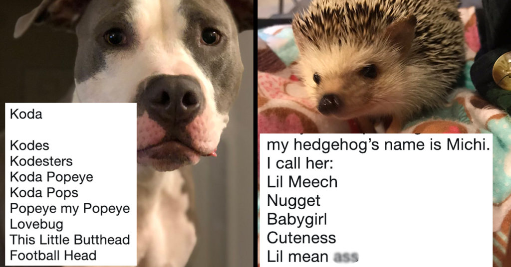 People Are Tweeting The Weird And Funny Nicknames They Call Their Pets