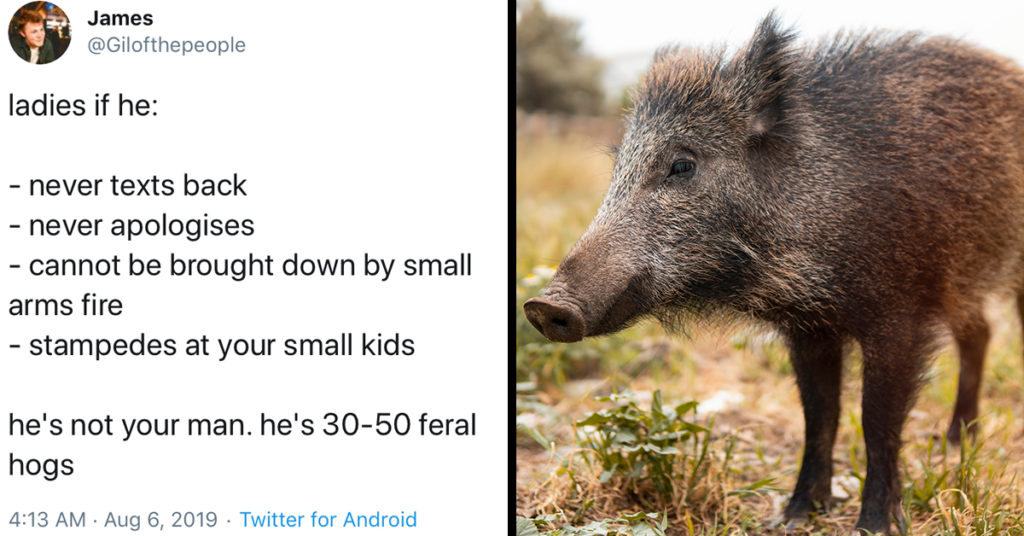 Just 24 Of The Best 30-50 Feral Hog Tweets We Could Find