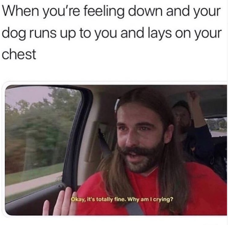 50 Dog Memes That'll Have You Rolling Over And Playing Dead Laughing