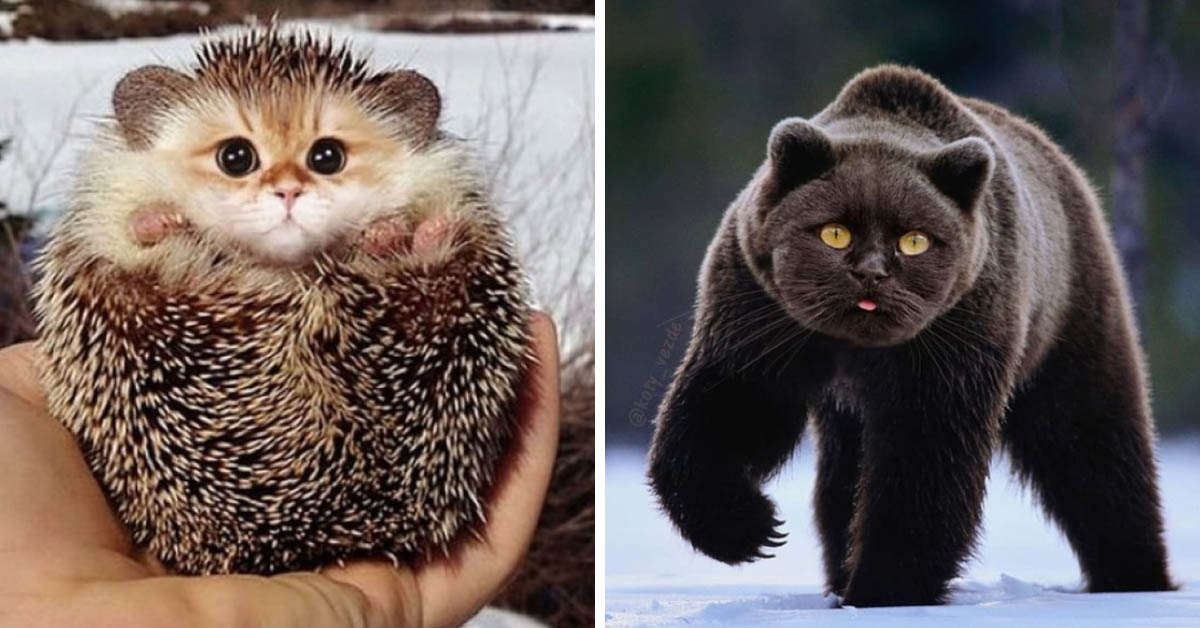 Instagram Artist Puts Cat Faces On Non-Cats And It's An Improvement