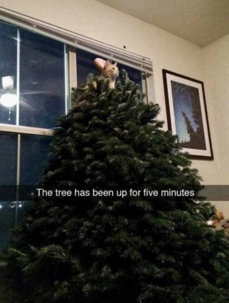 50 Christmas Memes Guaranteed To Deck Your Halls With Laughter