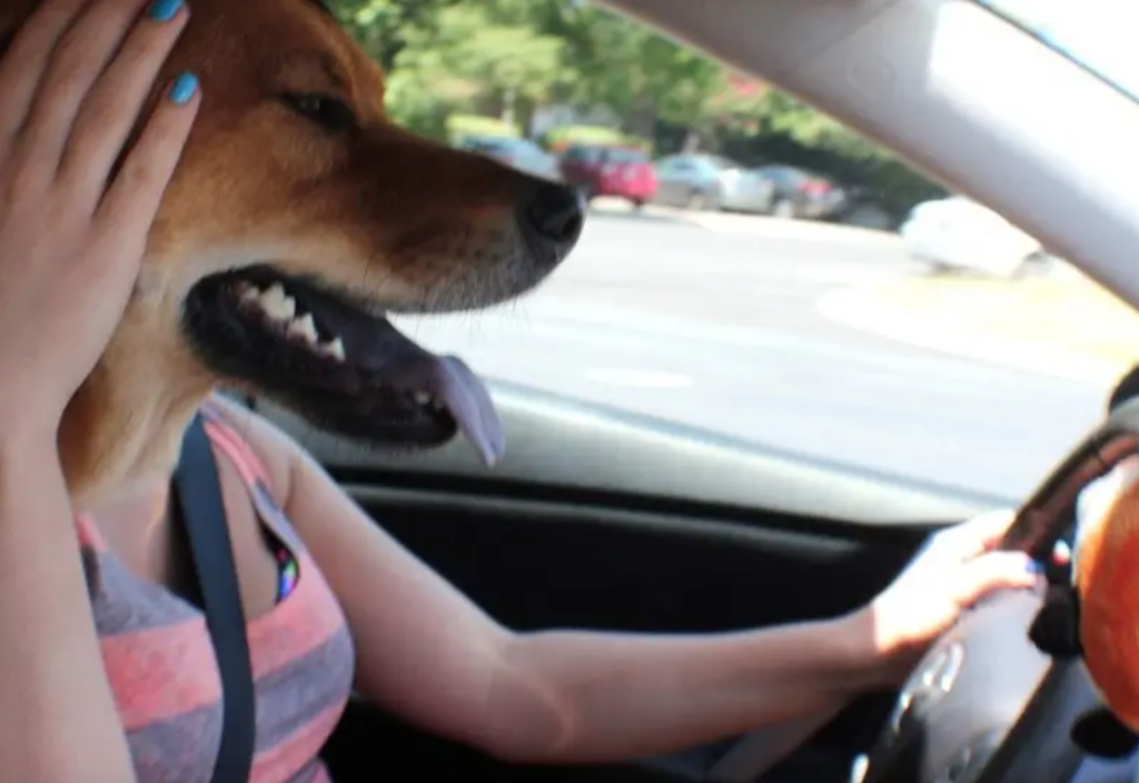 2010s Pictures That Look Like Something Else (50 Misleading Photos)