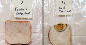 Teacher's Elementary School Moldy Bread Science Experiment Goes Viral