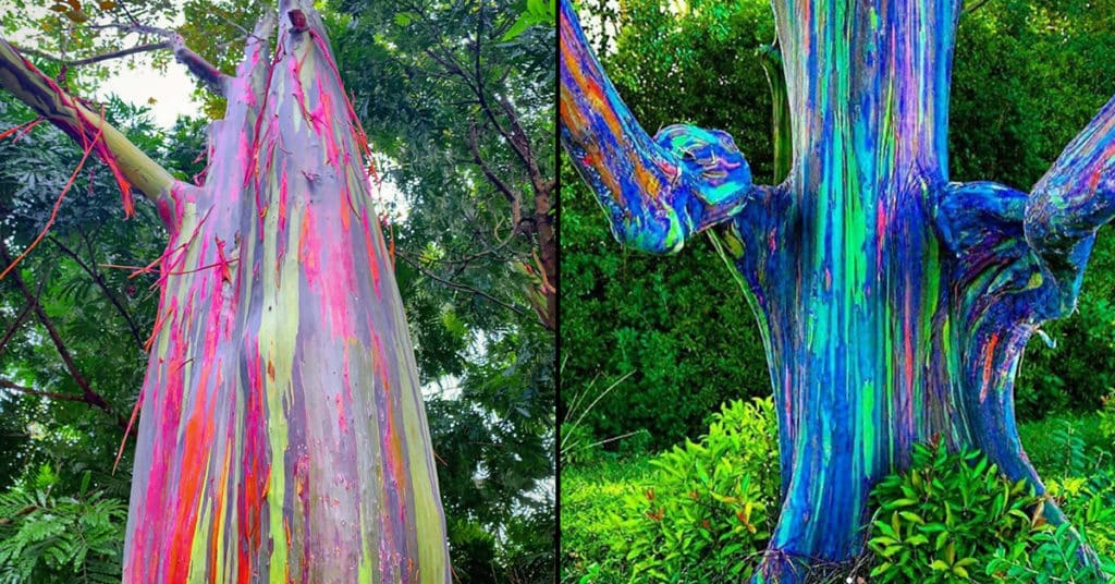 These Beautiful Trees Transform Into “Rainbows” As They Lose Bark