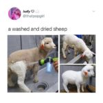 Morning Random Pic Dump (35 Pics)