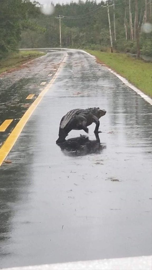 Morning Random Pic Dump (35 Pics)