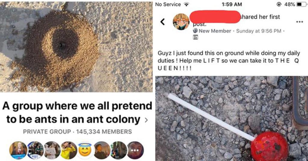 Facebook Group Where Everyone Pretends To Be Ants Is Wholesome Fun