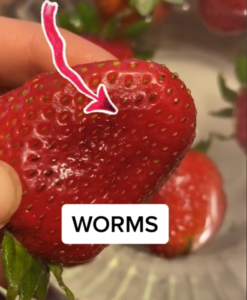 Tiny Bugs Will Crawl Out Of Strawberries If You Wash Them In Salt Water
