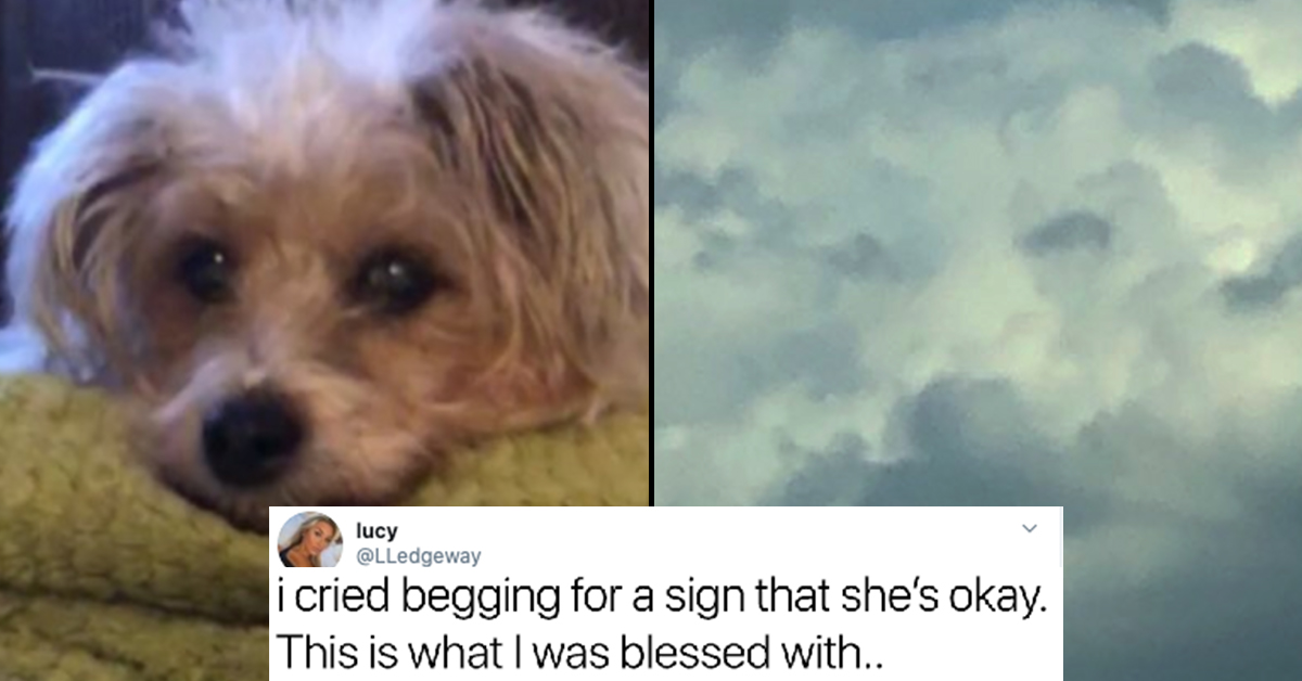 People Are Sharing Signs They’ve Received From Deceased Pets