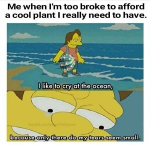 59 Plant Memes You Can’t Accidentally Kill By Casually Neglecting Them