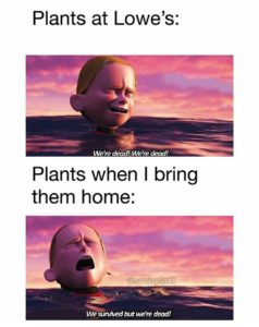 59 Plant Memes You Can’t Accidentally Kill By Casually Neglecting Them