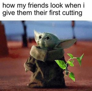 59 Plant Memes You Can’t Accidentally Kill By Casually Neglecting Them