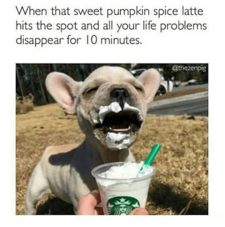 47 Pumpkin Spice Memes, Because We've Got Pumpkin Spice Everything Else