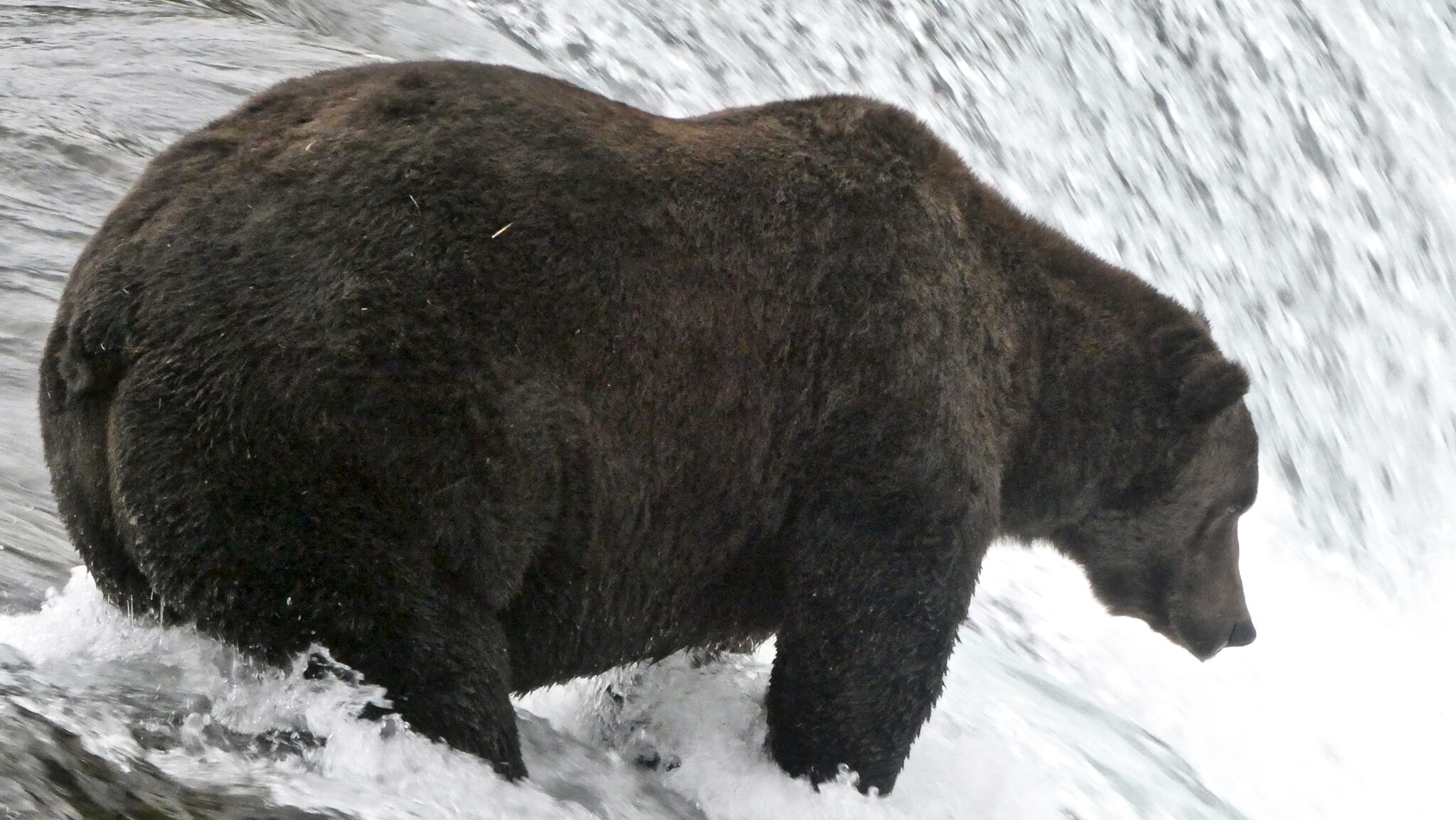 Fat Bear Week 2020 Is Here And All The Bears Are Fat This Year