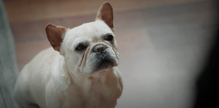 Ryan Reynolds Narrates Hugh Jackman's Goofy New Coffee Ad
