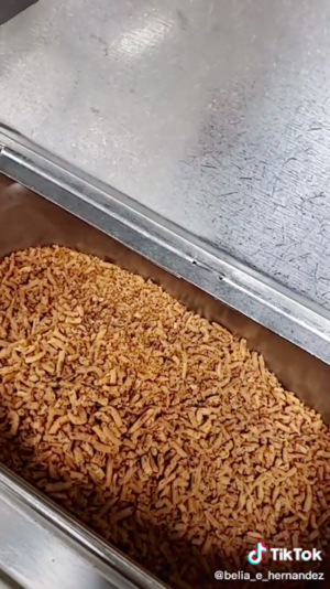 Employee "Exposes" How Taco Bell Beans Are Made In Viral TikTok