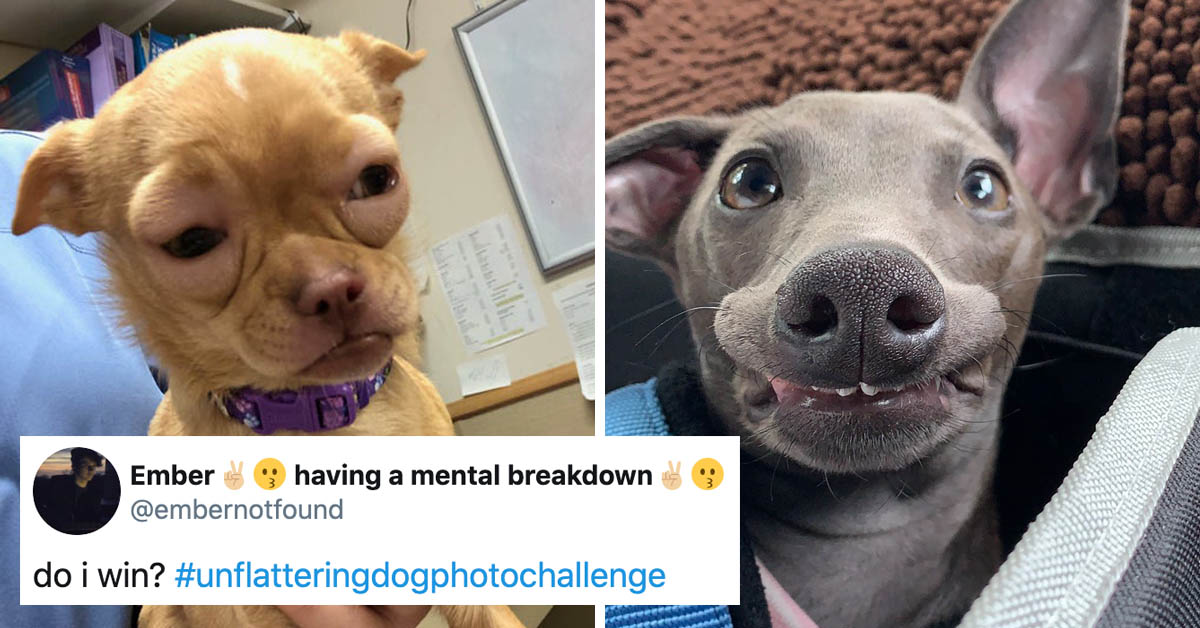 People Are Sharing Unflattering Photos Of Their Dogs (20 Pics)