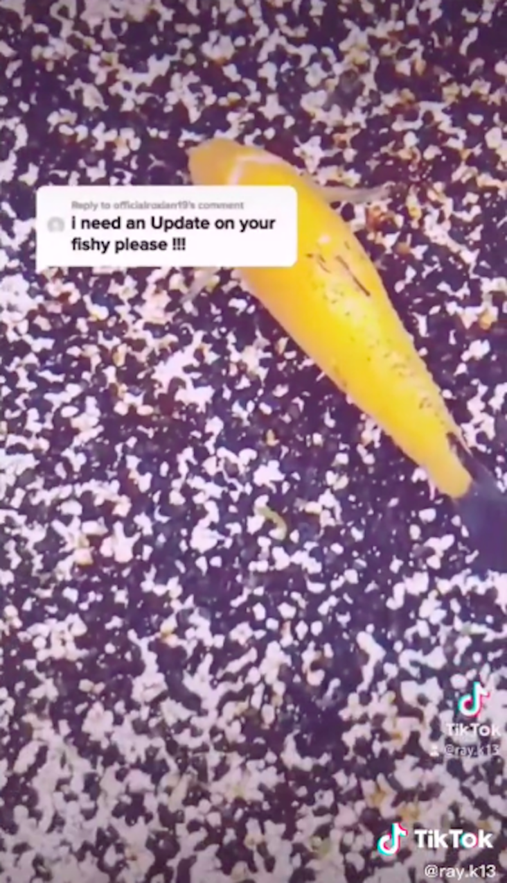 TikTok From Texas Shows Fish Tank Frozen Completely Solid