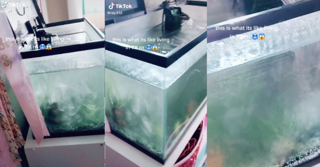 TikTok From Texas Shows Fish Tank Frozen Completely Solid
