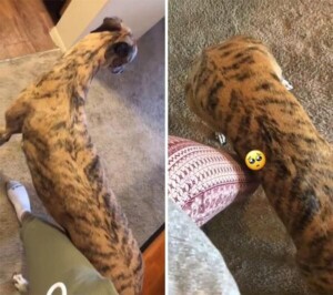 29 Weird Dog Behaviors Every Dog Owner Should Know, As Shared By This ...