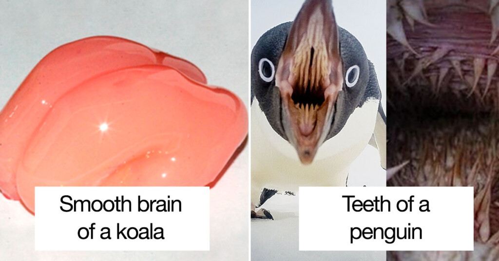 "That's Gonna Be A Big Nope From Me" — 50 Oddly Terrifying Images