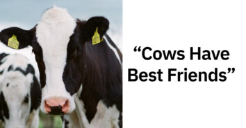 People Are Sharing The Most Wholesome Animal Facts They Know (25 Facts)