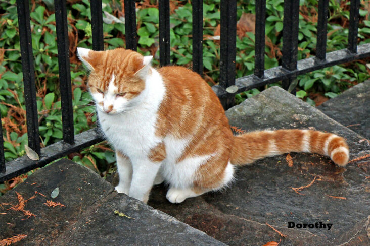 A Botanical Garden's Designated Cat Goes Viral On Twitter After She Was ...