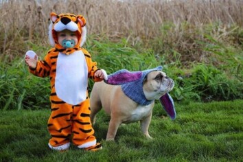 30 Pet Halloween Costume Ideas That Could Steal The Show This Year