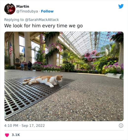 A Botanical Garden's Designated Cat Goes Viral On Twitter After She Was ...