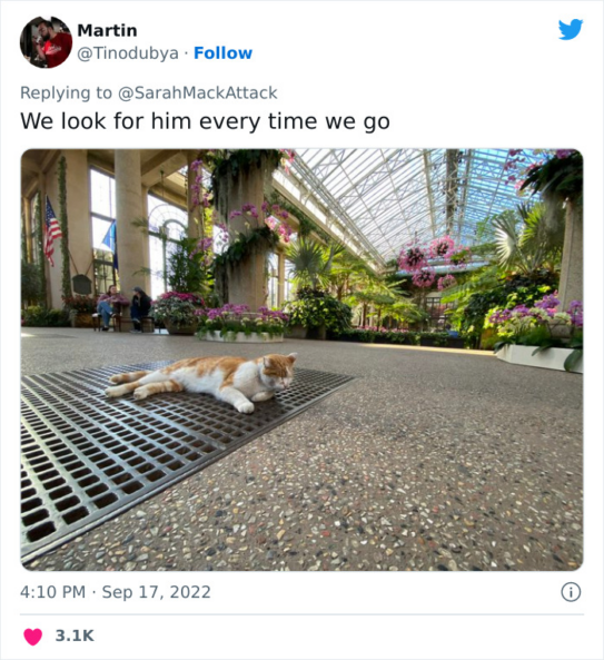 A Botanical Garden's Designated Cat Goes Viral On Twitter After She Was ...