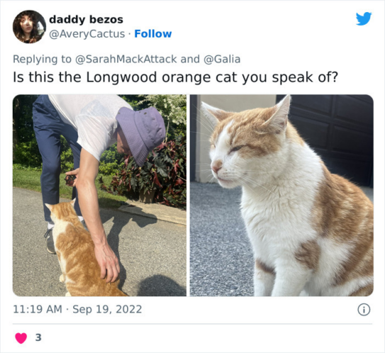 A Botanical Garden's Designated Cat Goes Viral On Twitter After She Was ...