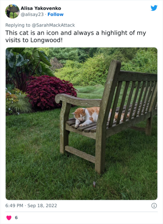 A Botanical Garden's Designated Cat Goes Viral On Twitter After She Was ...