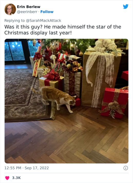 A Botanical Garden's Designated Cat Goes Viral On Twitter After She Was ...