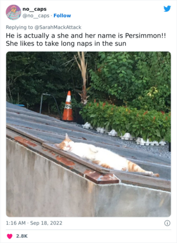A Botanical Garden's Designated Cat Goes Viral On Twitter After She Was ...
