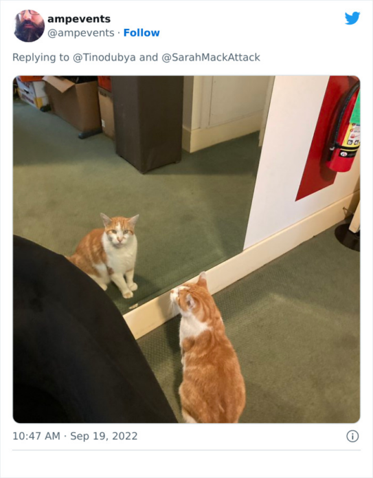 A Botanical Garden's Designated Cat Goes Viral On Twitter After She Was ...